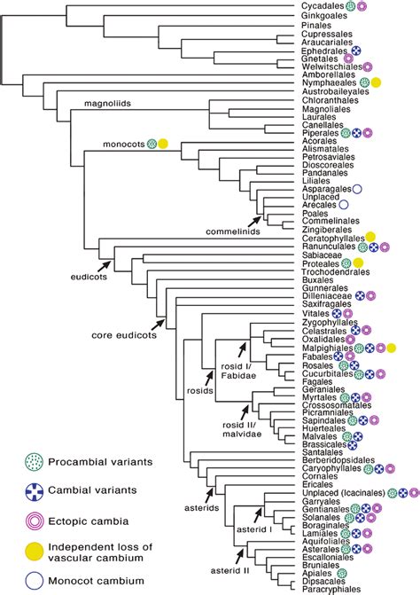 Distribution Of Vascular Variants In The Phylogeny Of Seed Plants Tree