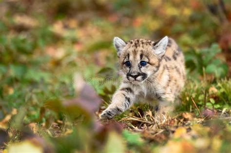 Cougar Kitten Puma Concolor Steps Forward Paw Extended Autumn Stock