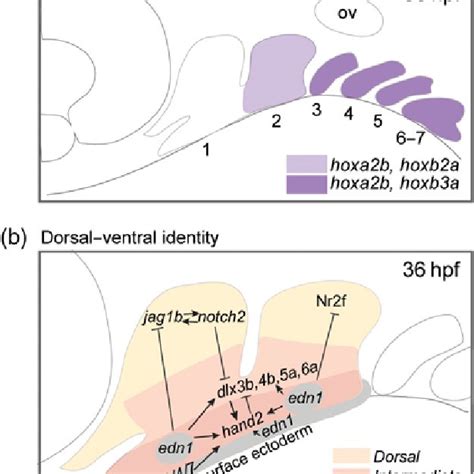 Jaw Patterning In Cartilaginous Fish Classes Placodermii Download
