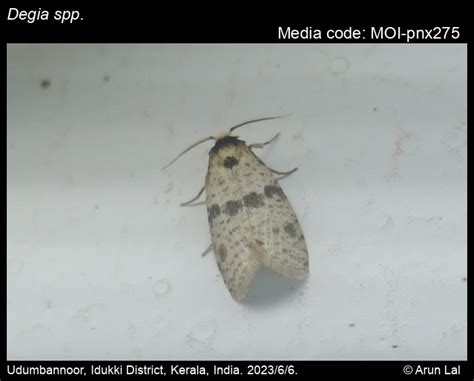 Degia Spp Walker Moths