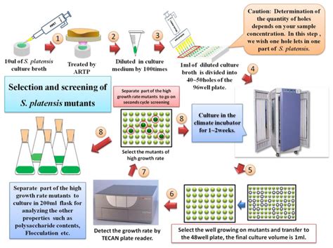 The Experimental Protocol For High Throughput Screening Of The S Download Scientific Diagram