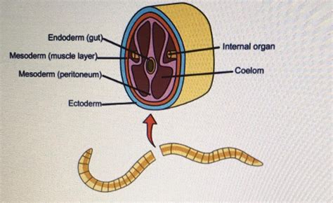 Do Sponges Have Hydrostatic Skeleton At Jeremy Burris Blog
