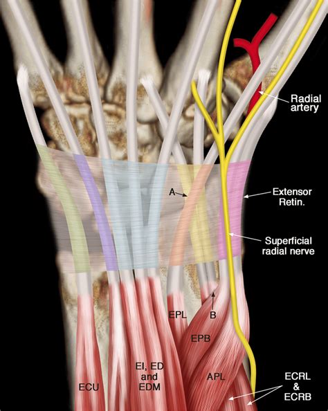 Extensor Dorsal Compartment Series What Is Dequervains Tenosynovitis Welcome To Orthopedics