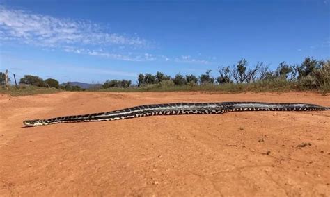 Giant Python Slithers Across Barren Australian Landscape In Rare