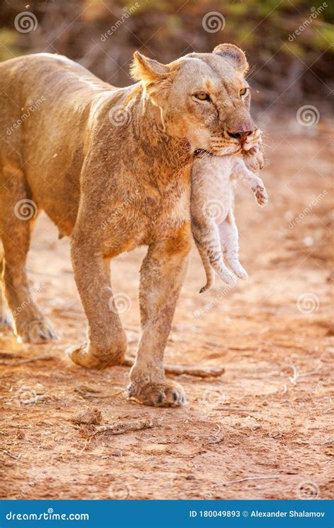 Female Lion With Cub Stock Image Image Of Environment 180049893