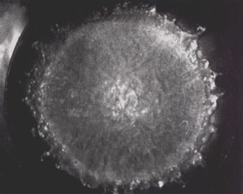 anode spot trace after one arc action magn x 4 download scientific