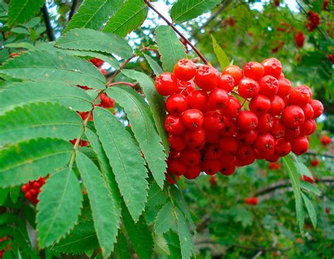Рябина обыкновенная посадка и уход виды и сорта фото размножение рябины