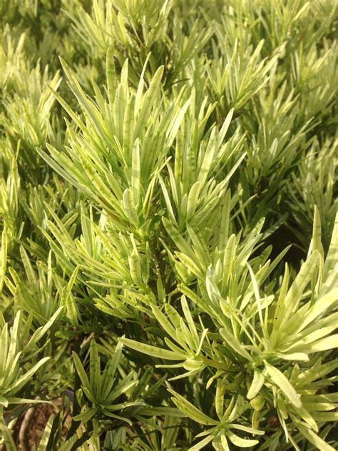 Podocarpus Macrophyllus Trees And Shrubs Online