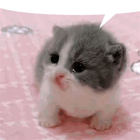 Cry Kitty Sticker Cry Kitty Ищите  файлы и обменивайтесь ими