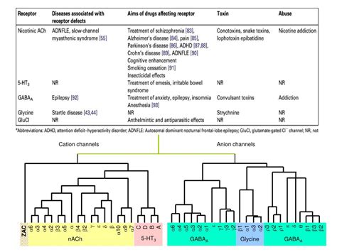 Ppt The Structure And Function Of Cys Loop Receptors Powerpoint Presentation Id4016292