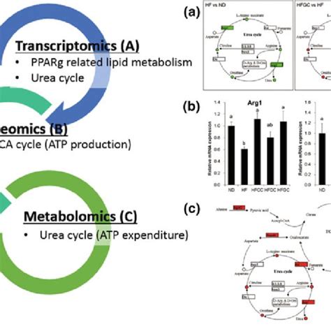 PDF Beyond Metabolomics A Review Of Multi Omics Based Approaches