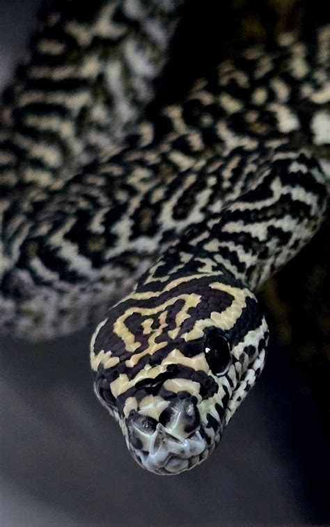 Den Of Zen Topic For This Evening Scorpions And The Misunderstanding People Often Have