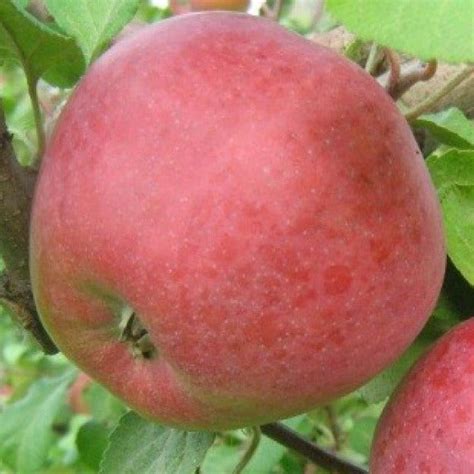 Apple Monta Heimanis Stādaudzētava