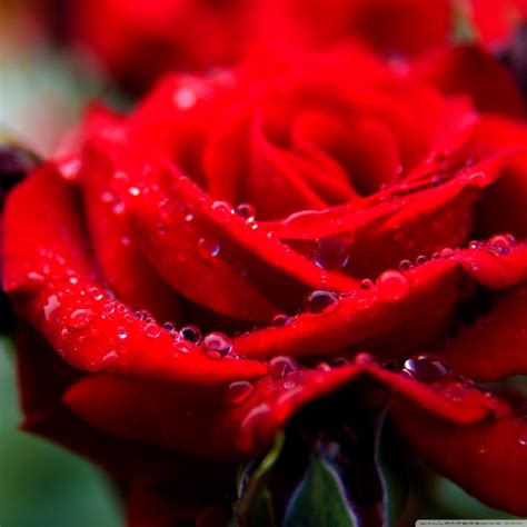 Red Rose 4k Uhd Wallpaper For Ultrahd Desktop And Tv Widescreen And