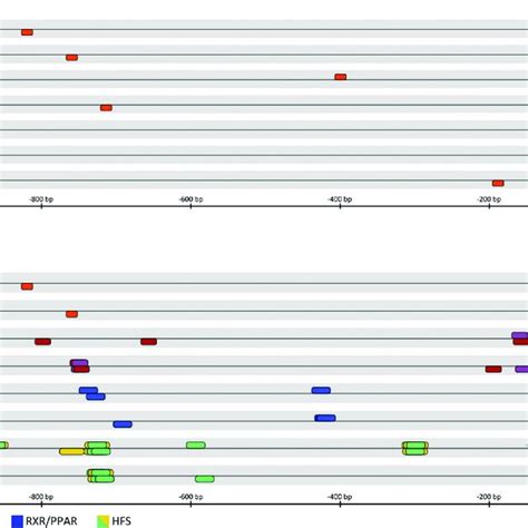 Schematic Representation Of Putative Binding Sites For Transcription Download Scientific