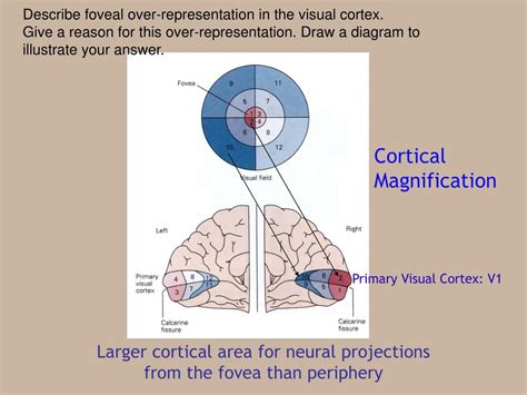 ppt types of eye movement powerpoint presentation free download id 833463