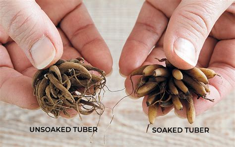 How To Grow Ranunculus Garden Gate