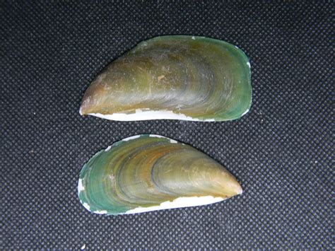 Sea Shell Specimen Bivalvia Jurassic James
