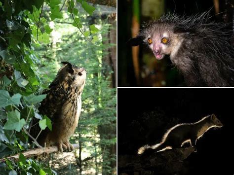 Animales Omnívoros Clasificación Anatomía Y Fotos De Animales