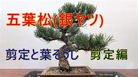 盆栽初心者向け 五葉松 剪定編 YouTube