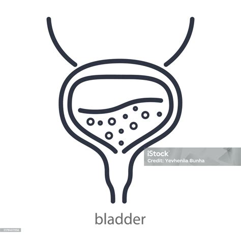 방광 아이콘 비뇨기과의 상징 인간의 내부 장기 해부학 흰색 배경에 고립 된 벡터 일러스트 레이 션 디자인에 대한 스톡 벡터 아트 및 기타 이미지 Istock