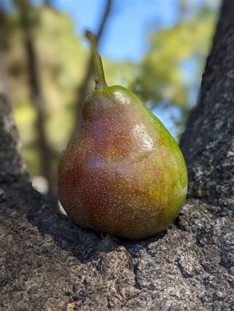 Robin Sinclair — Engendered