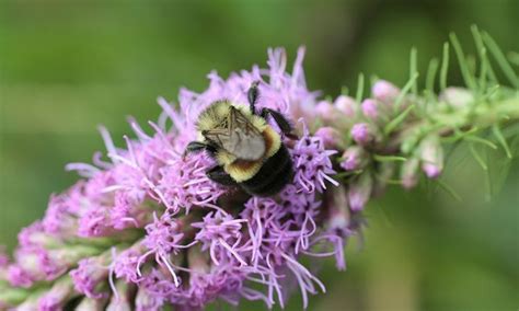 Help Wanted Spotting Rare Rusty Patch Bumble Bee On Wild Bergamot