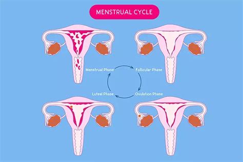Female Reproductive System Anatomy Functions And Key Facts