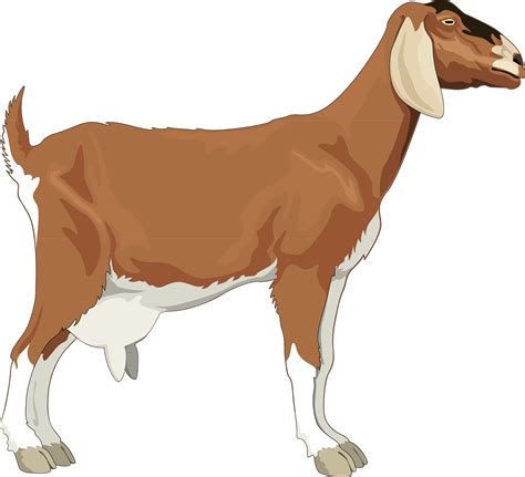 Free Goats Vector Art Download 161 Goats Icons And Graphics Pixabay