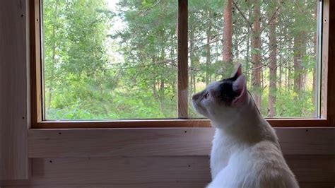 Mara The Dickhead Cat Is Relaxing And Looking What The World Is