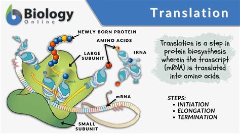 Translation Definition And Examples Biology Online Dictionary