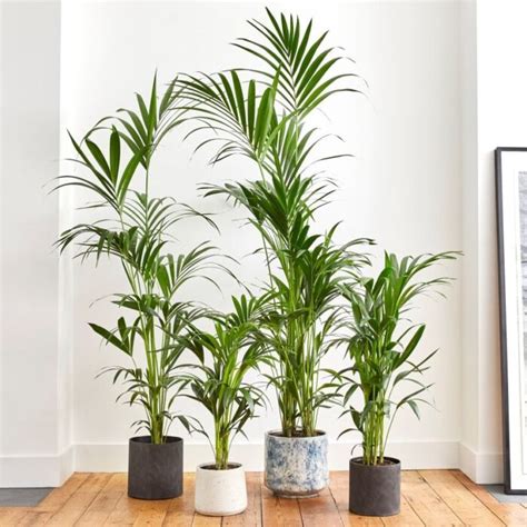 Kentia Palm Tree Growing Indoors Complete Care And Growing Guide