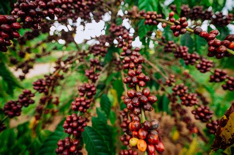 람동 베트남의 로부스타 커피 나무 잘 익은 과일이 가득한 커피 나무 나뭇가지에 잘 익은 붉은 커피 나무 열매 수확 준비가 된 커피 0명에 대한 스톡 사진 및 기타 이미지