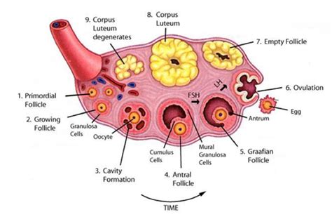 Follicle Female Reproductive System Folliculogenesis In Poultry