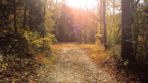 Photograph Of Pathway Between Trees Forest Pathway HD Wallpaper