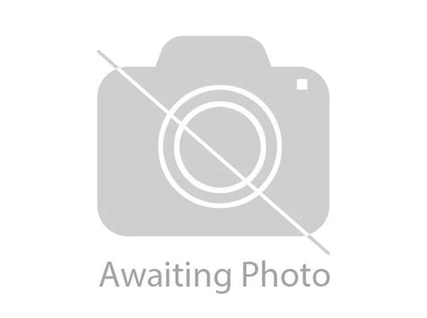 Irish Setter Border Collie Mix