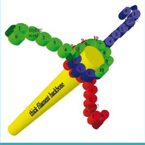 Based On Protein Interaction Studies We Have Proposed A Trimeric