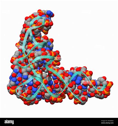 Human Transfer Rna Molecular Model A Non Coding Transfer Rna Trna Is An Adaptor Molecule