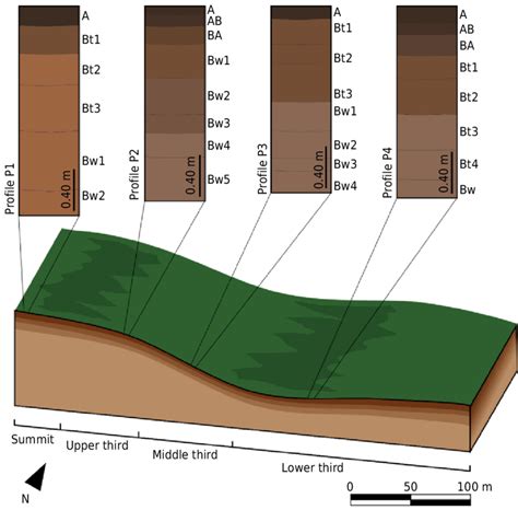 Schematic Representation Of The Toposequence And Soil Profiles Sampled