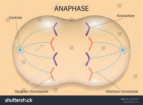 Cell Division Anaphase