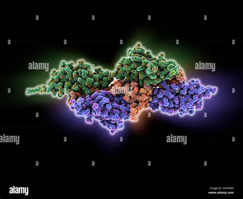 Titin Telethonin Complex Molecular Model Of The End Of Two Titin