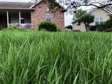 The Benefits Of Growing Kentucky Bluegrass In Your Lawn Backyard Fanatics