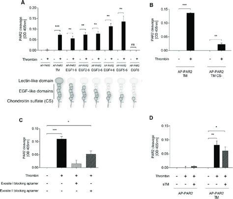 For Par2 Cleavage By Thrombin Interaction Between Thrombin Exosite I Download Scientific
