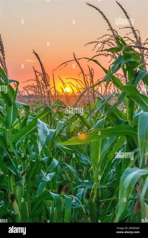 Corn Fields Sunset