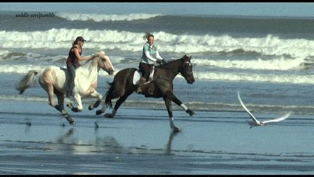 Horse Couple Beautiful  On Er By Mezitaur