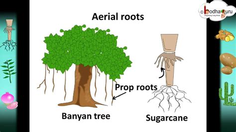 Prop Roots Diagram