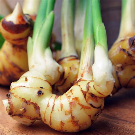 Galangal facts and health benefits