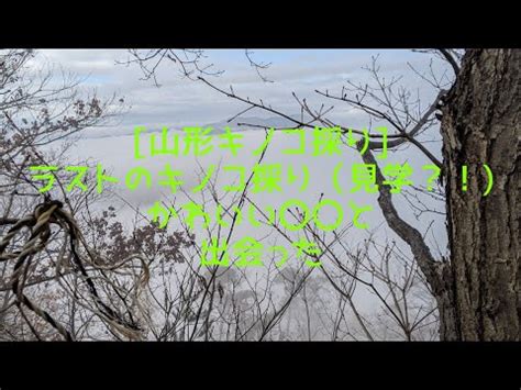 山形キノコ採り ラストのキノコ採り見学 で真っ白な〇〇と出会った YouTube