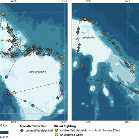 Sightings And Acoustic Detections Of Unidentified Marine Mammals During Download Scientific
