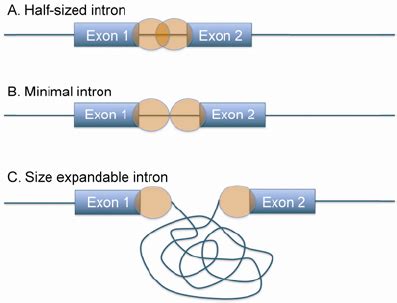 Intron Structure Types Functions Steps −